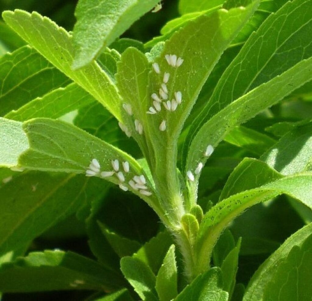 17 Common Tiny White Bugs on Plants that Look like Dust Revealed