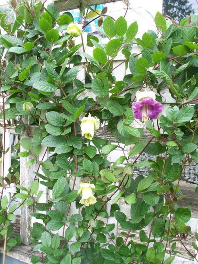 16 Charming Small Flowering Vines for Trellises to Admire