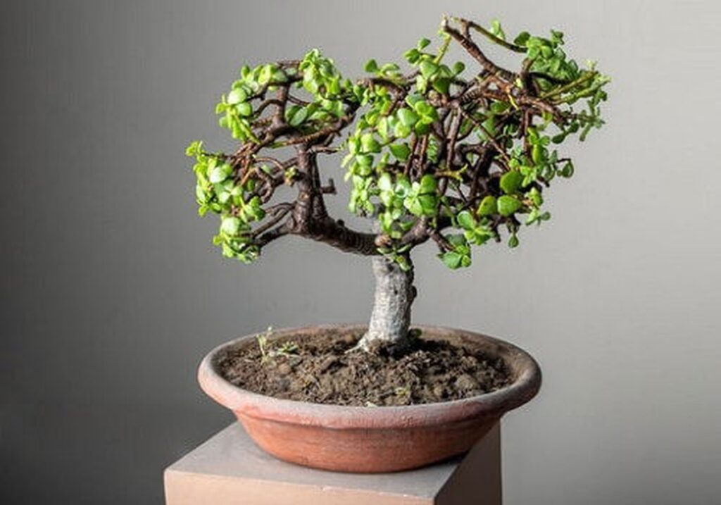 14 Charming Dwarf Tree-Like Houseplants for Cozy Home Spaces