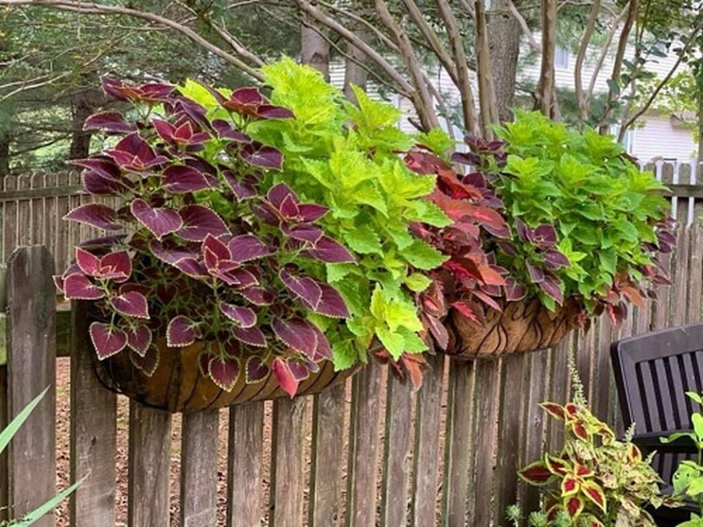 25 Brilliant Coleus Landscaping Ideas That Transform Gardens