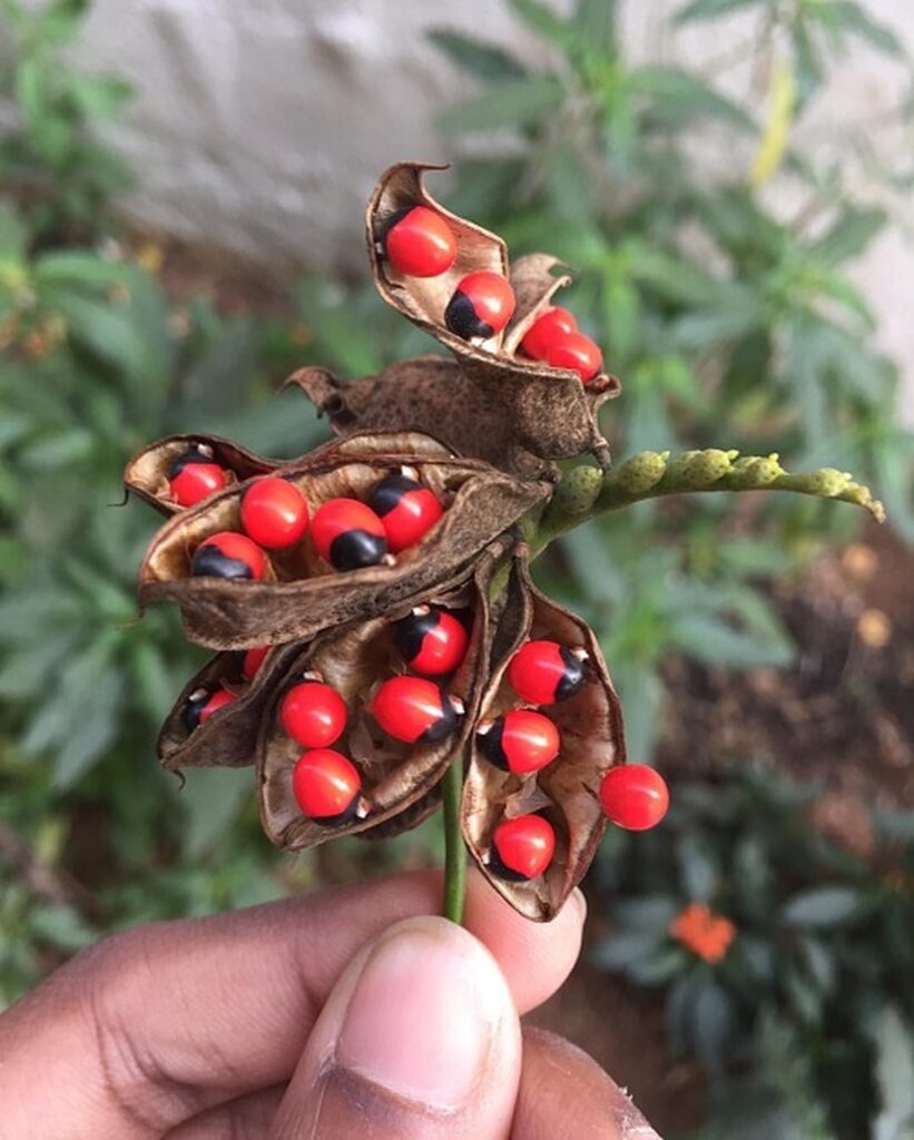 8 Deadly Poisonous Plants in Pea Family That Can Be Fatal