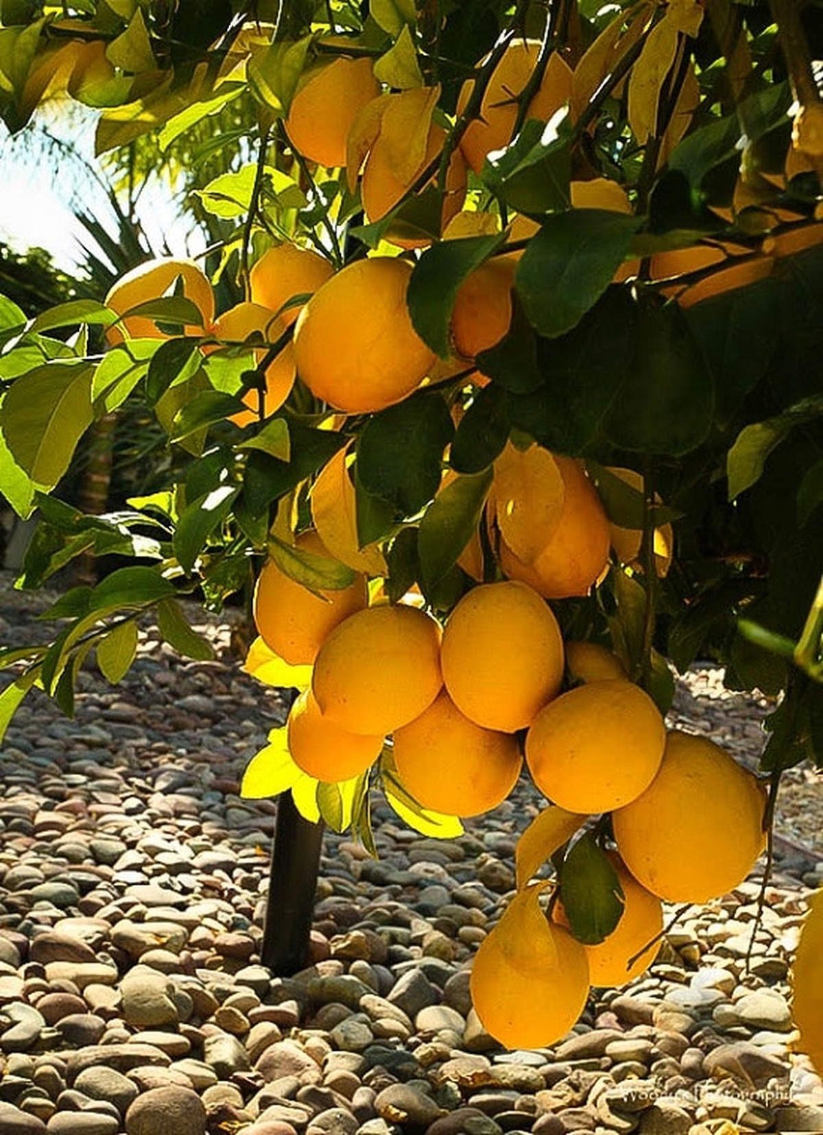6 Amazing Lemon Varieties in California That Brighten Any Garden