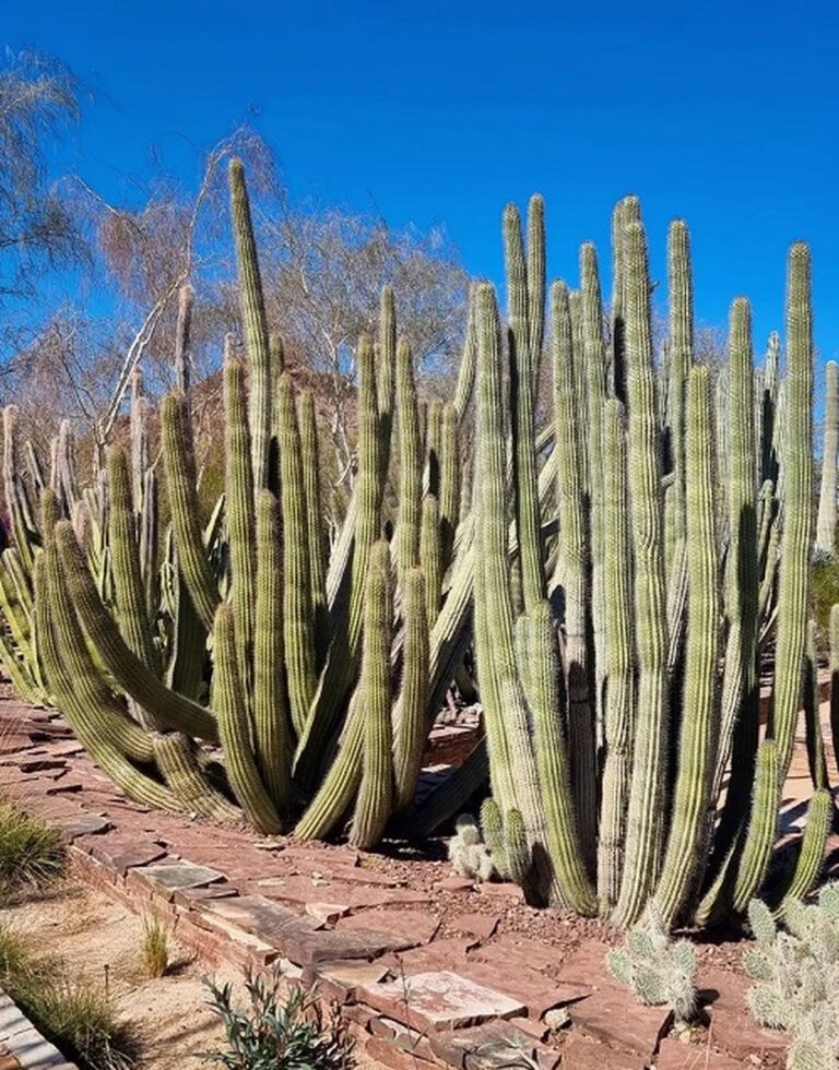 18 Amazing Types of Columnar Cactus Varieties for Your Garden