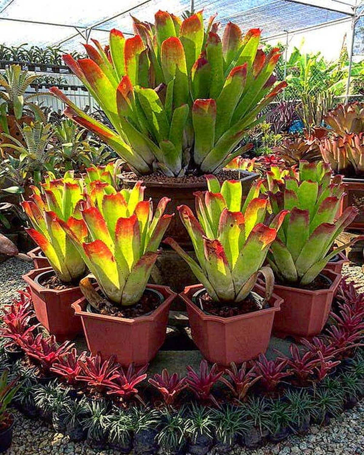 12 Stunning Full Sun Bromeliads That Thrive in Bright Gardens