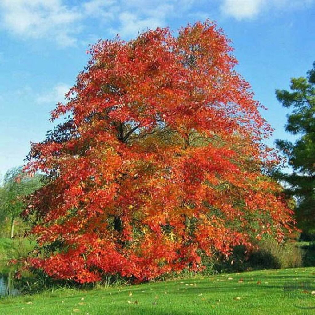 17 Amazing Trees to Plant in Georgia for a Stunning Landscape