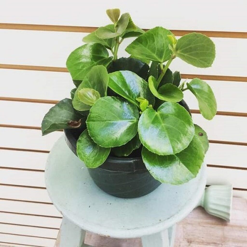 12 Stunning Round Leaf Houseplants That Brighten Any Home