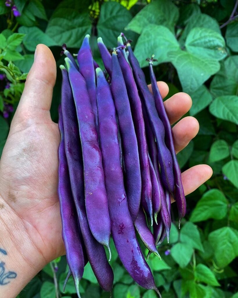 14 Delicious Purple Bean Varieties to Brighten Your Garden