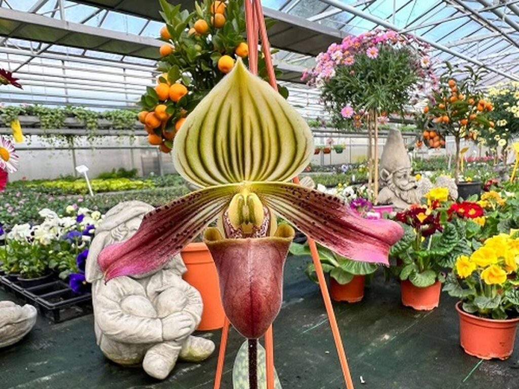 26 Breathtaking Rare and Unique Orchids Around the World