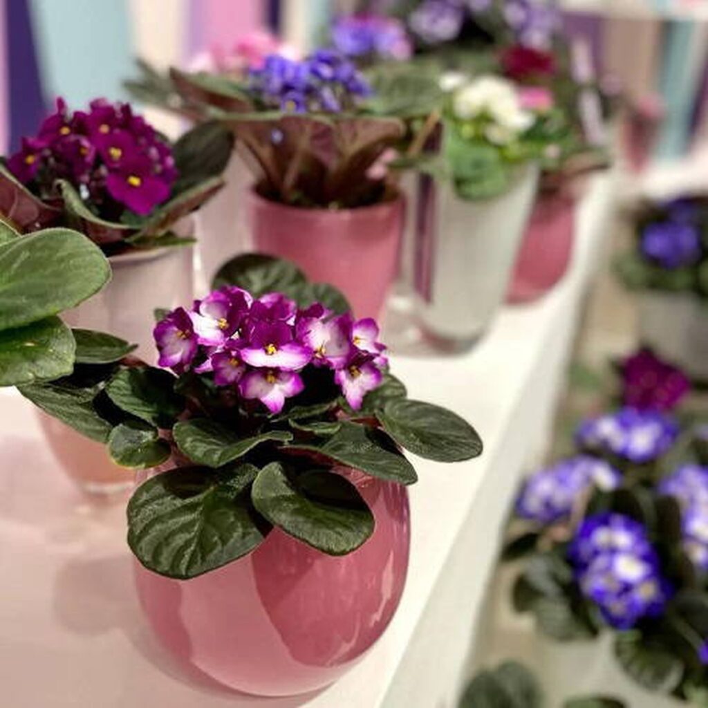 29 Charming African Violets Display Ideas for Your Home