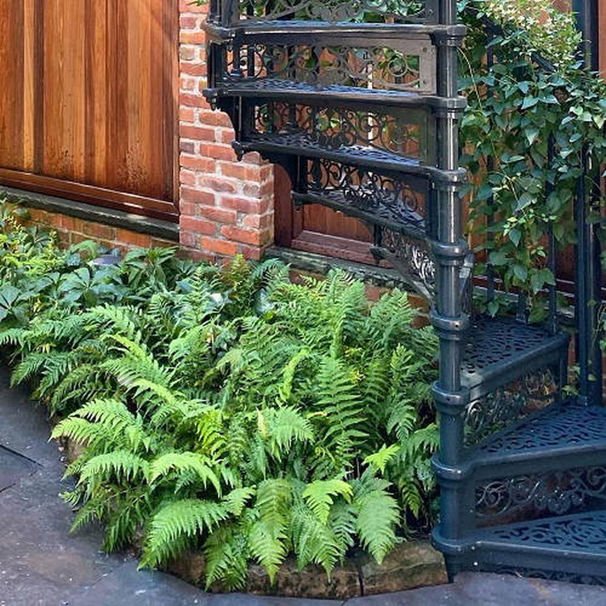 11 Gorgeous Drought Tolerant Ferns That Thrive in Dry Soil