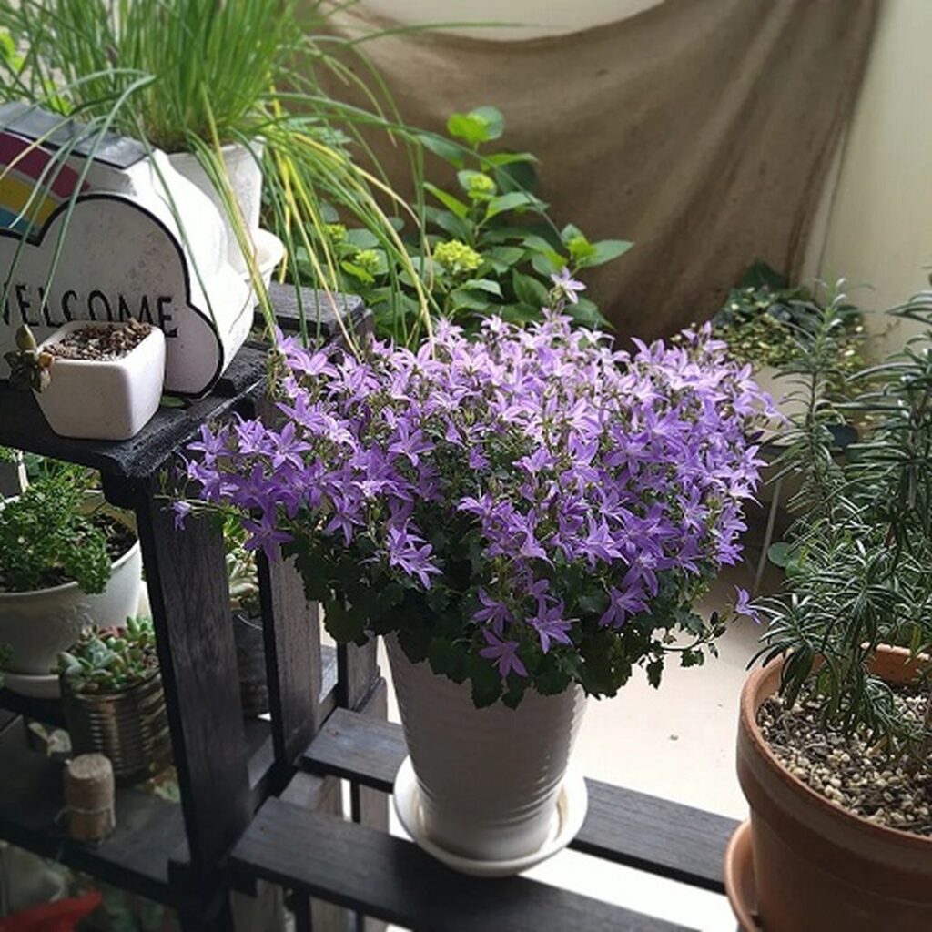 16 Beautiful Types of Campanula That Will Brighten Your Garden