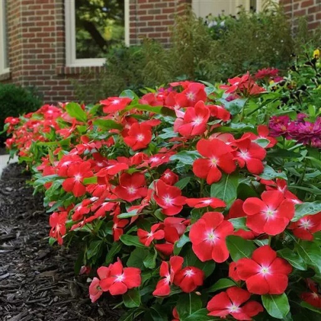 15 Types of Vincas to Brighten Your Garden