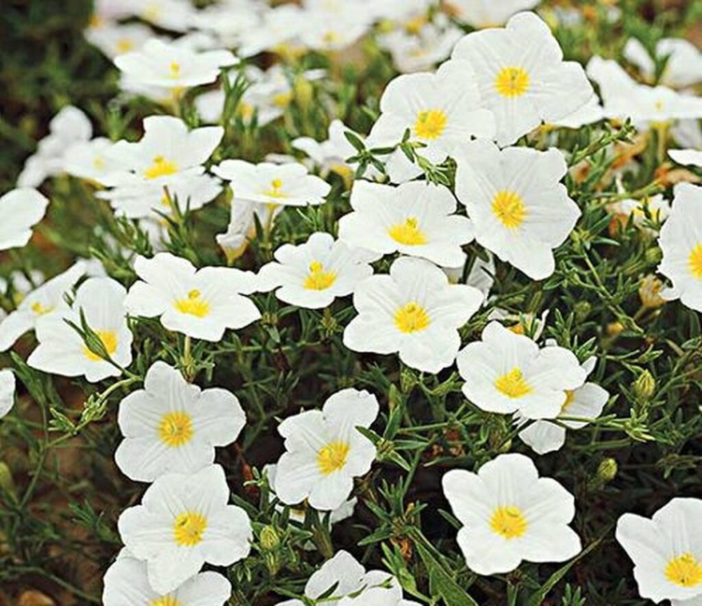 53 Types of White Flowers That Brighten Any Garden Instantly