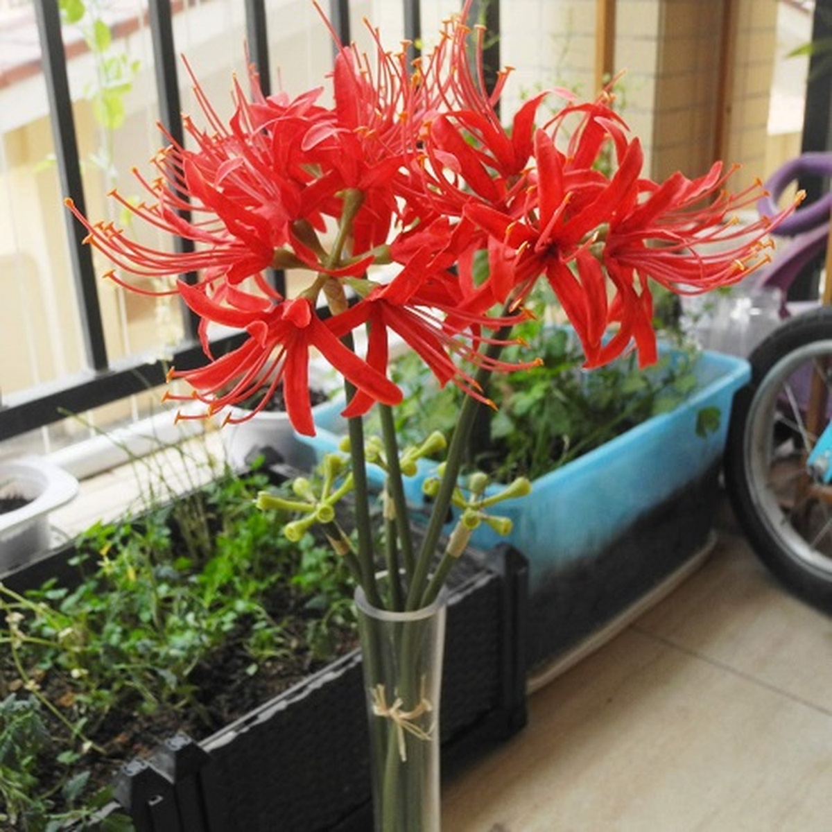12 Charming Bulbs to Grow in Water: Easy Indoor Garden Magic