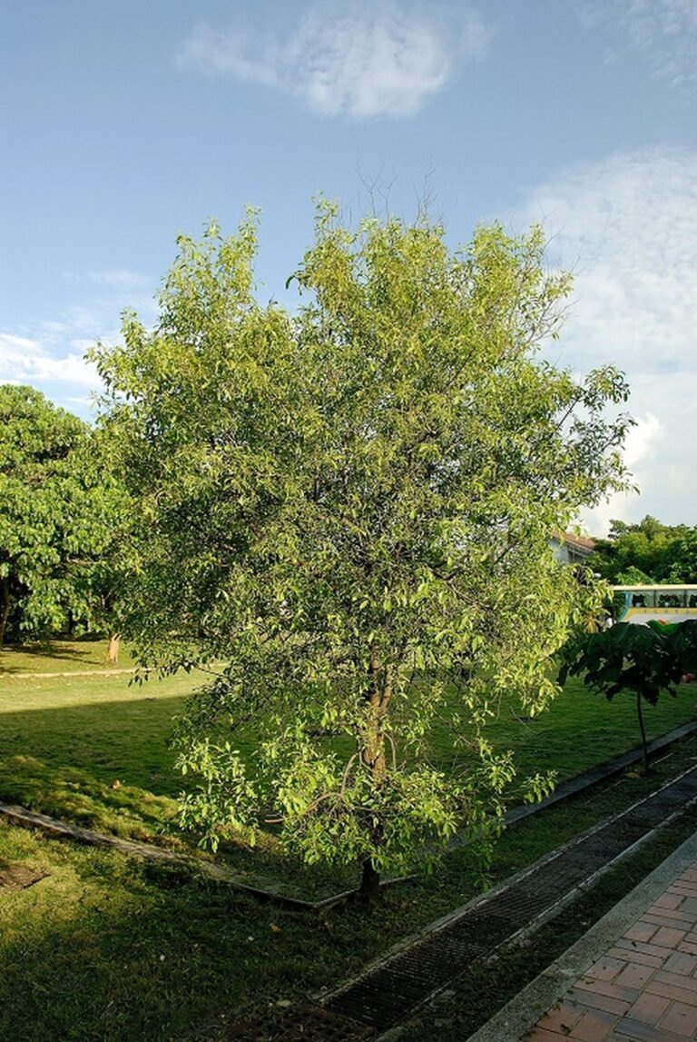 43 Must-Known Trees That Start With S