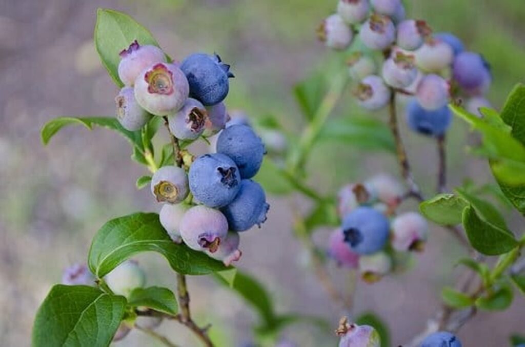 17 Incredible Plants That Improve Memory and Concentration