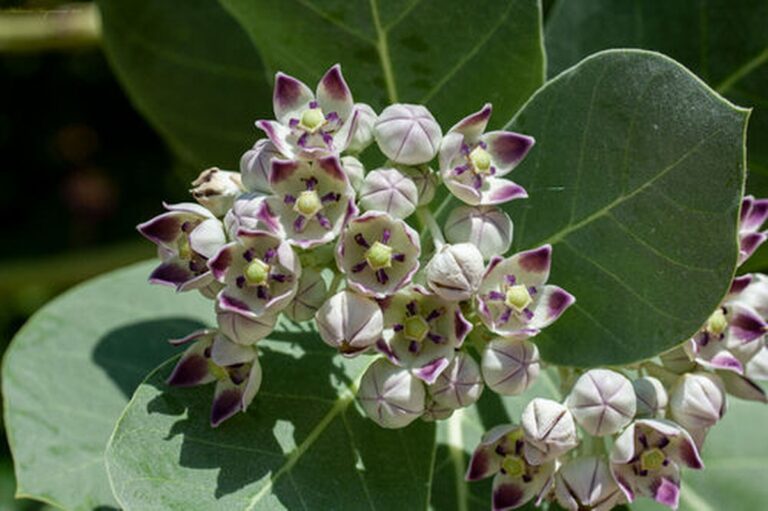 26 Fascinating Milky Sap Plants Every Garden Lover Should Know