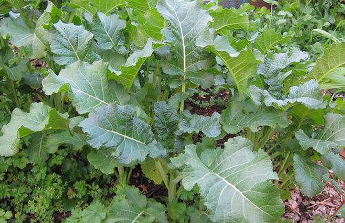 8 Delicious African Vegetables That Thrive in African Soil