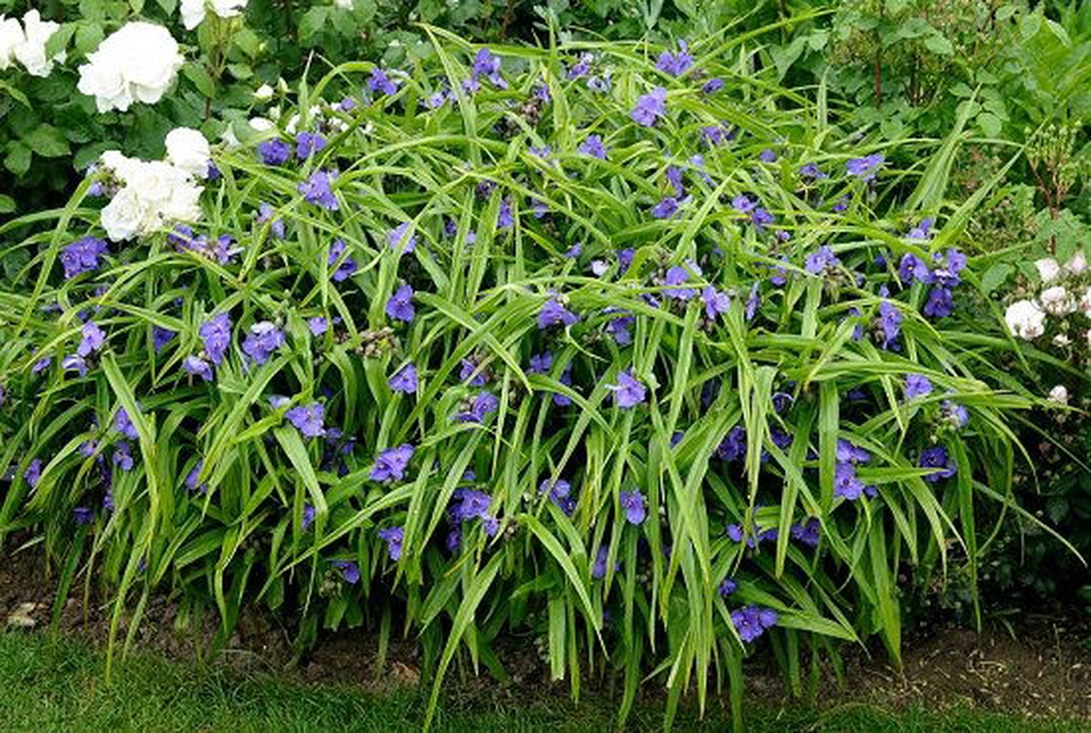 8 Stunning Types of Wandering Jew Plants + Easy Care Tips