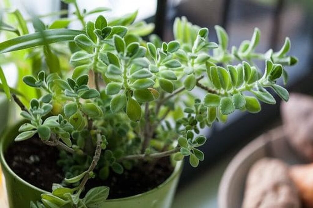18 Fascinating Exotic Herbs from Around the World