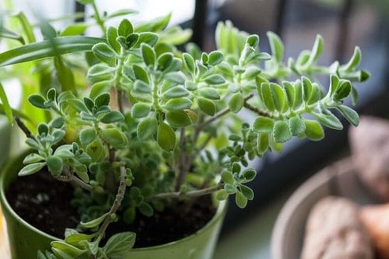 18 Fascinating Exotic Herbs from Around the World