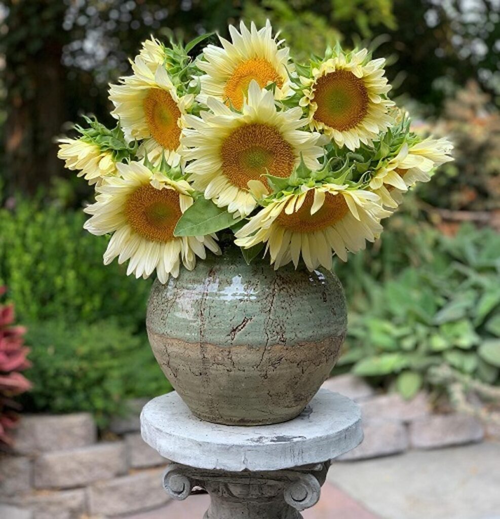 31 Stunning Sunflower Colors That Will Brighten Your Garden