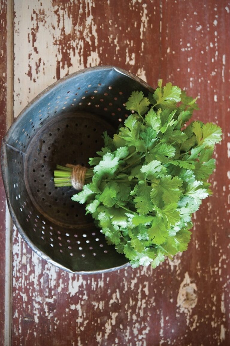 23 Delicious Types of Cilantro and Coriander to Try Today