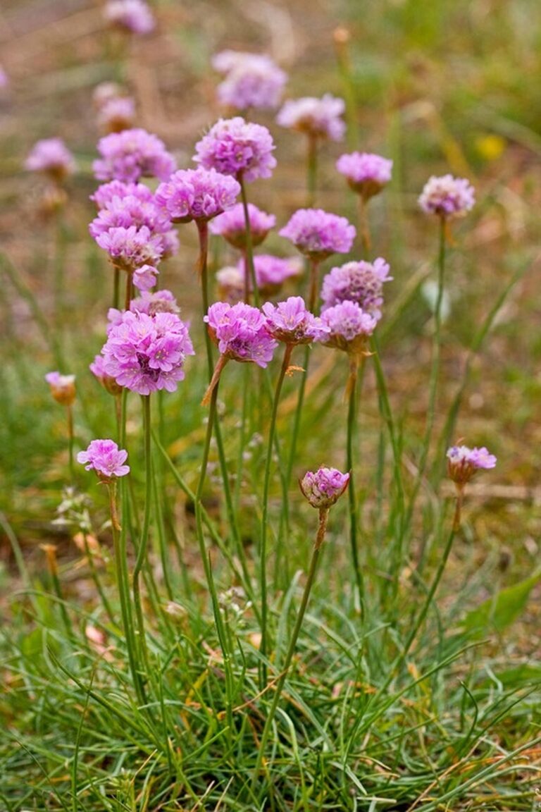 18 Gorgeous Low Pollen Flowers That Won't Make You Sneeze