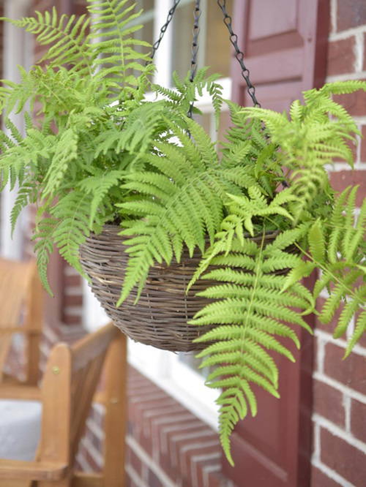 11 Gorgeous Drought Tolerant Ferns That Thrive in Dry Soil