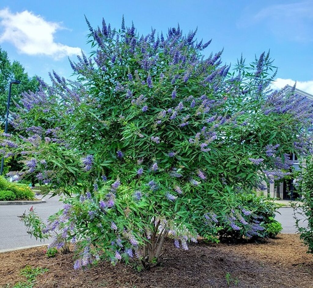 13 Stunning Trees With Blue Flowers to Brighten Your Garden