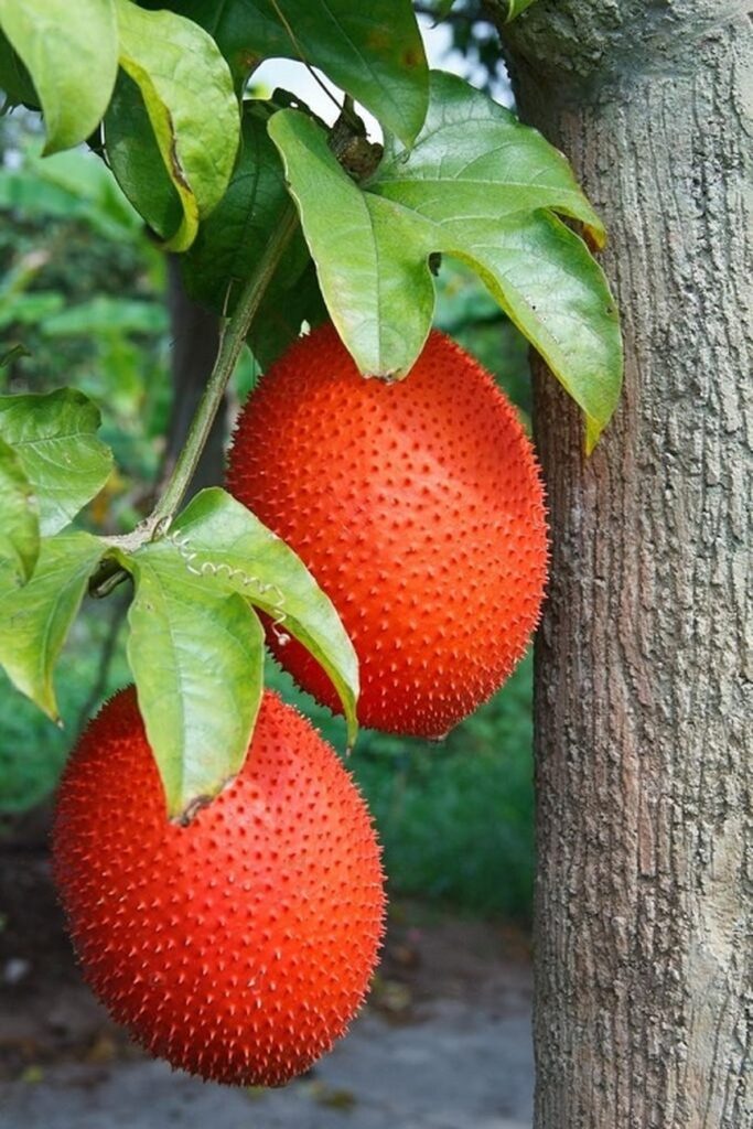 19 Most Fascinating Strange Fruits Around the World