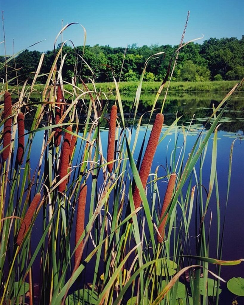 16 Eye-Catching Swamp Flowers That Thrive in Bogs and Marshes