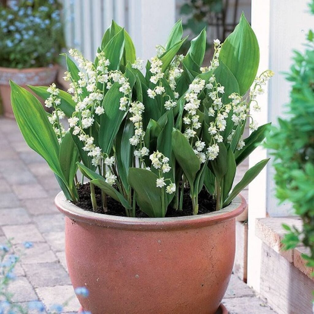 22 Beautiful French Flowers To Brighten Up Your Garden Today