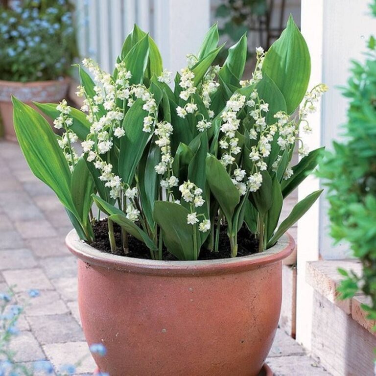 22 Beautiful French Flowers To Brighten Up Your Garden Today