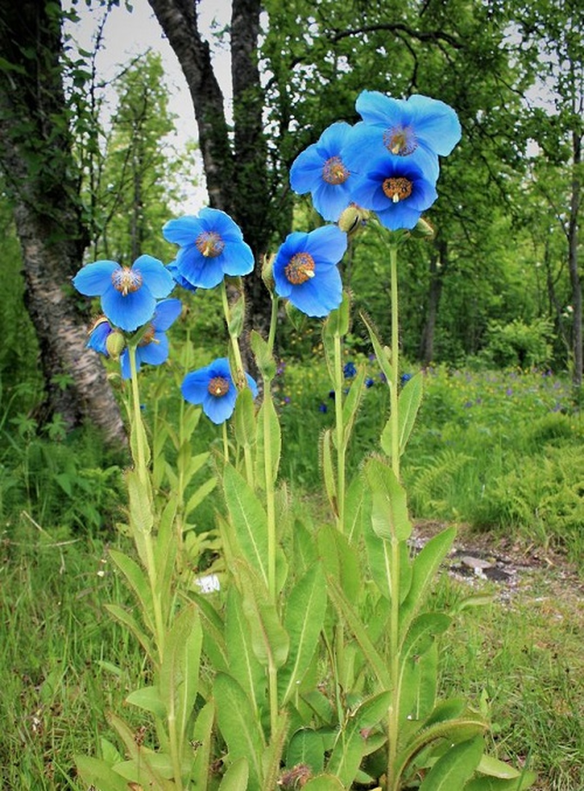 13 Stunning Flowers That Look Like Poppies - Nature's Lookalikes