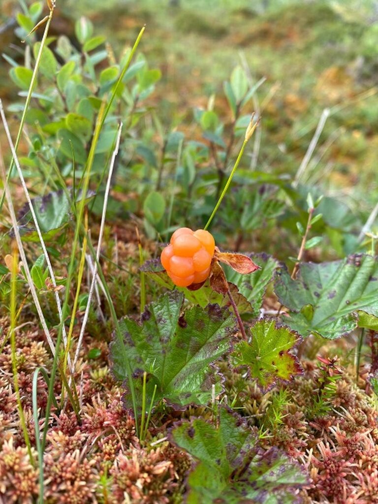 19 Amazing Types of Wild Berries to Grow in Your Garden