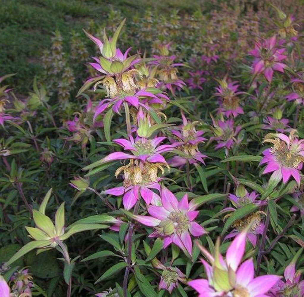 15 Stunning Purple Flowers That Thrive in Texas Gardens