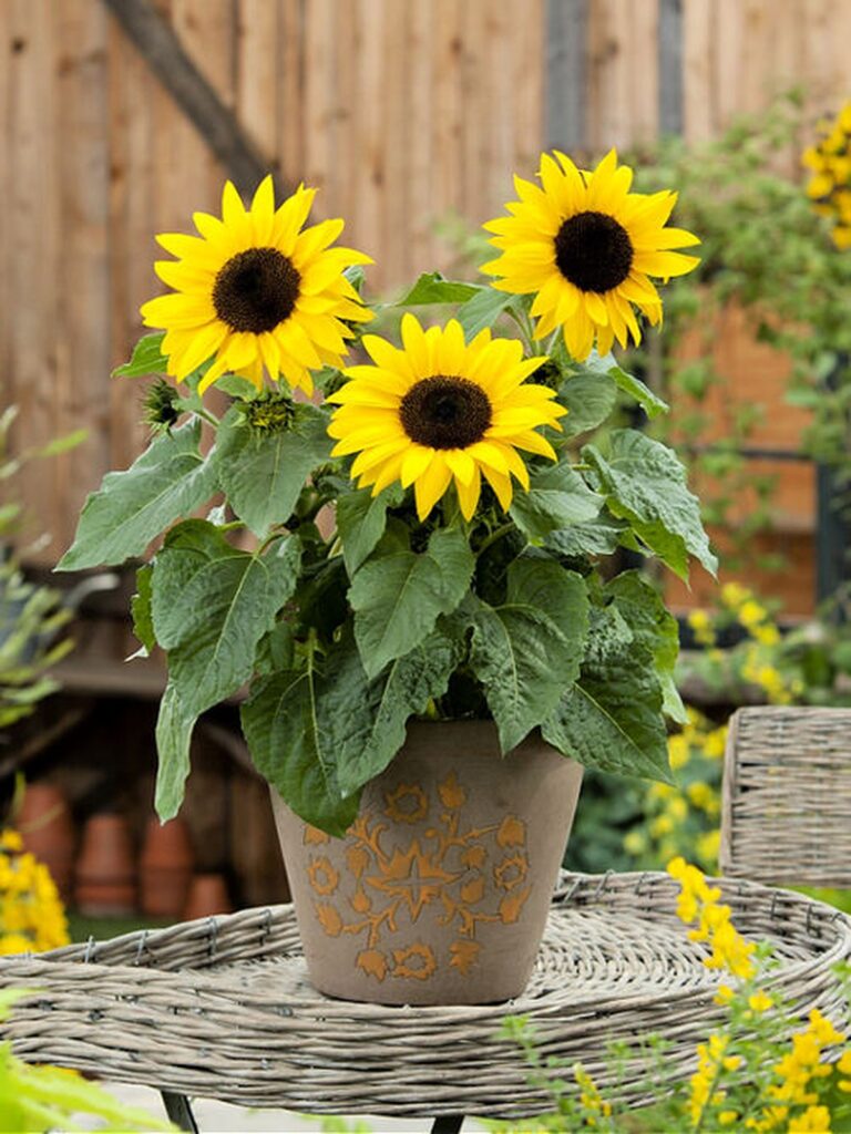 19 Beautiful Flowers That Mean Forgiveness for Heartfelt Apologies