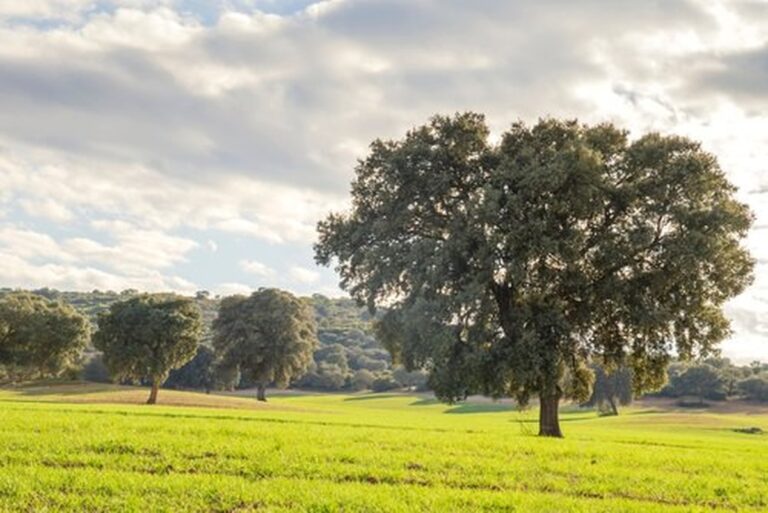 50 Stunning Types of Oak Trees for Your Dream Landscape