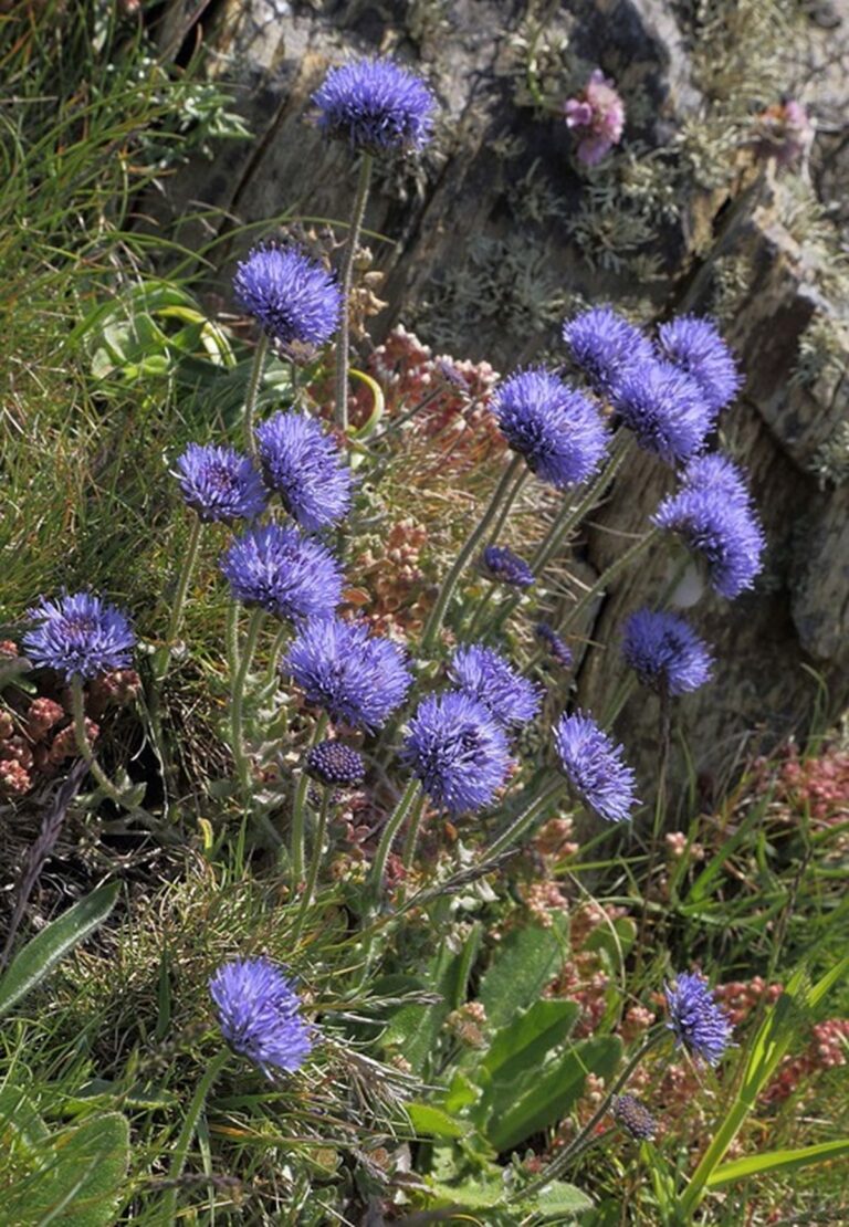 17 Beautiful Irish Flowers to Brighten Your Garden Space