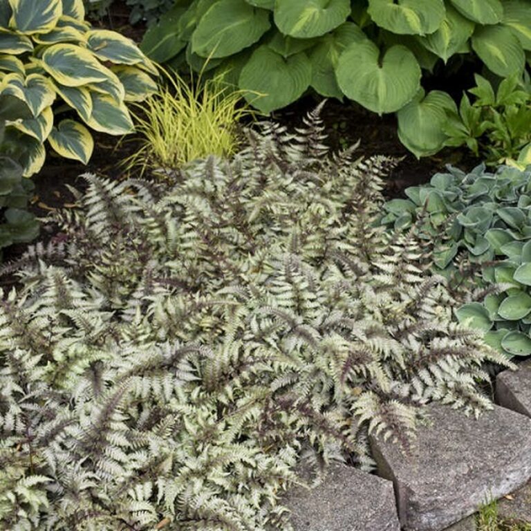22 Stunning Evergreen Ferns For A Lush Garden Year-Round