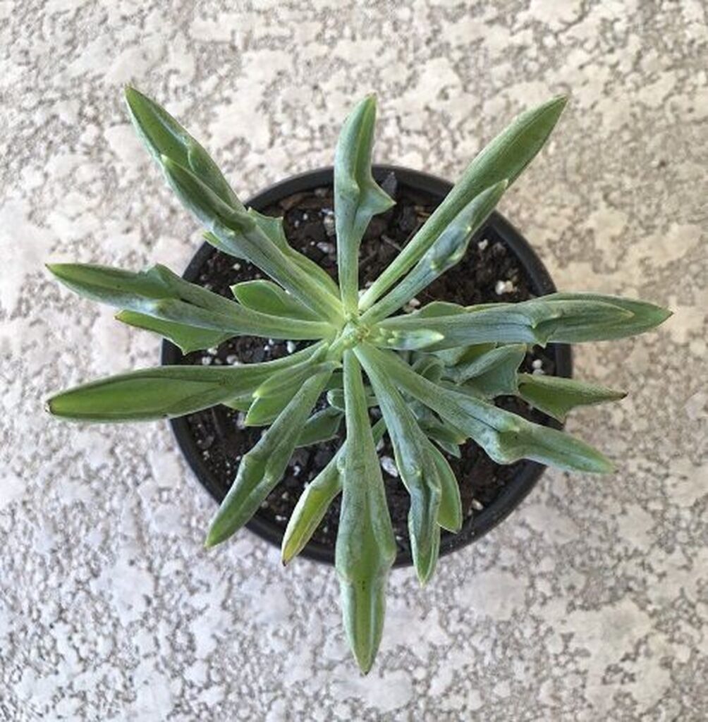 19 Stunning Senecio Varieties to Brighten Gardens