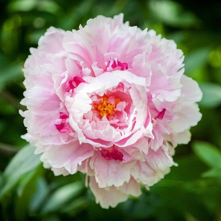 55 Gorgeous Pink Peony Varieties That Bloom Beautifully