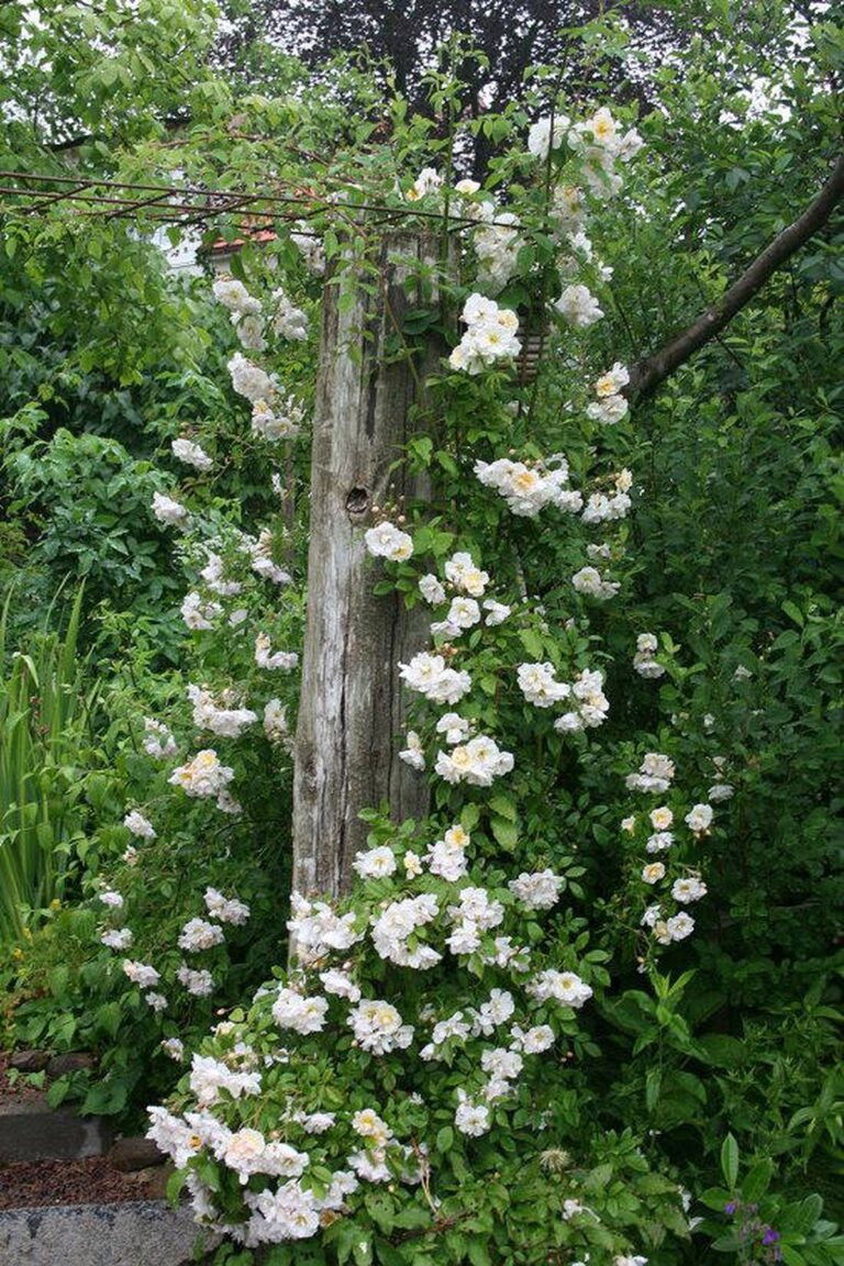 21 Beautiful Thornless Roses That Bring Joy Without Pain