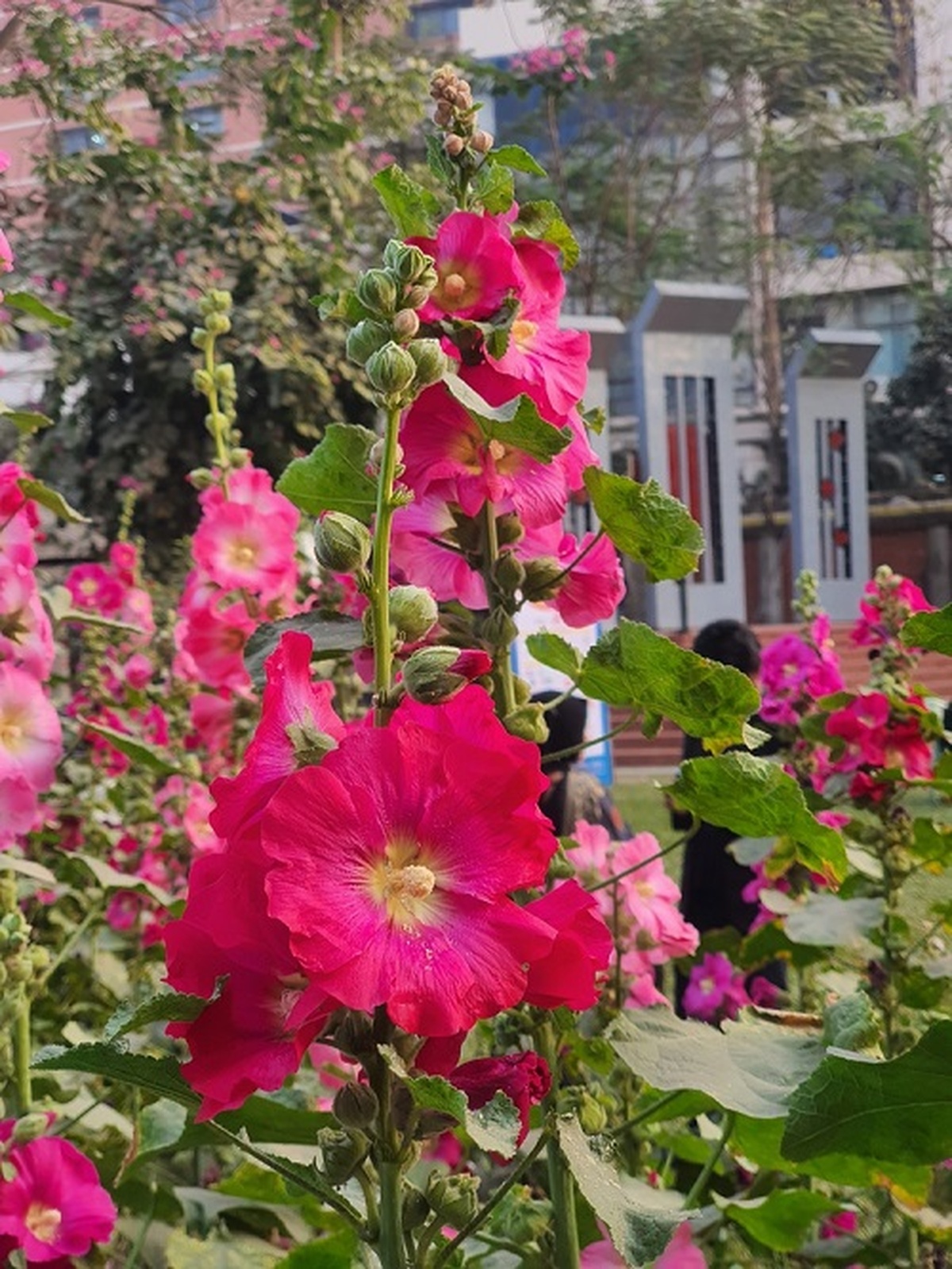 12 Beautiful Burgundy Flowers That Add Rich Charm To Gardens