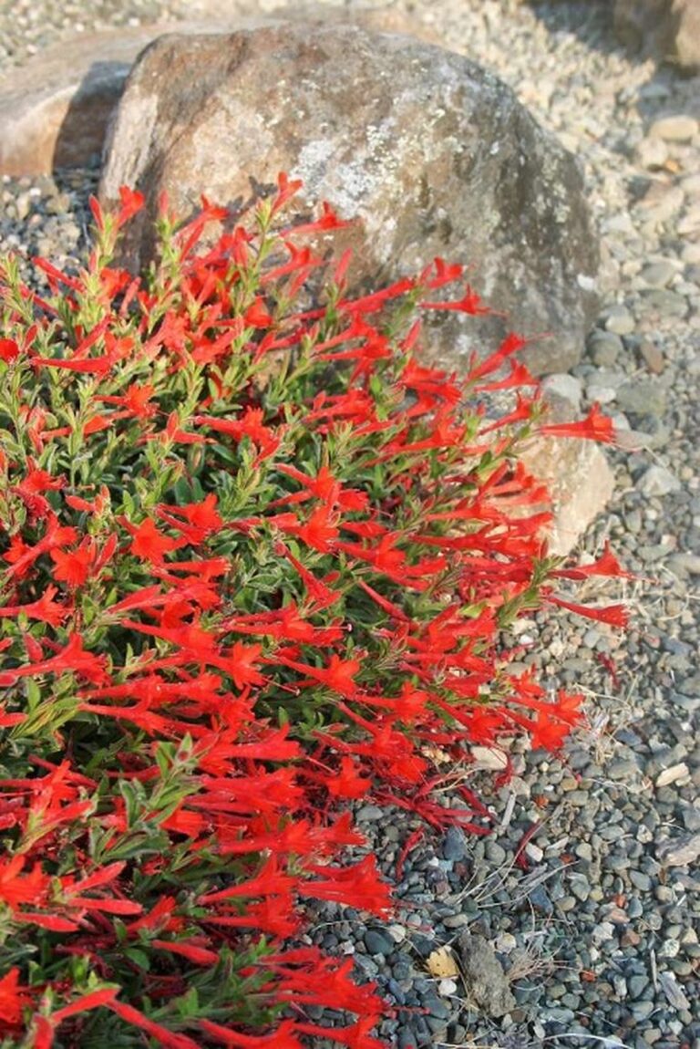 23 Stunning California Native Shade Plants for Your Garden
