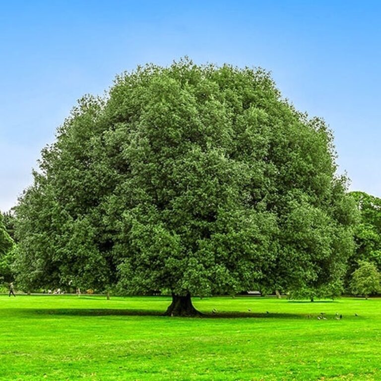 50 Stunning Types of Oak Trees for Your Dream Landscape