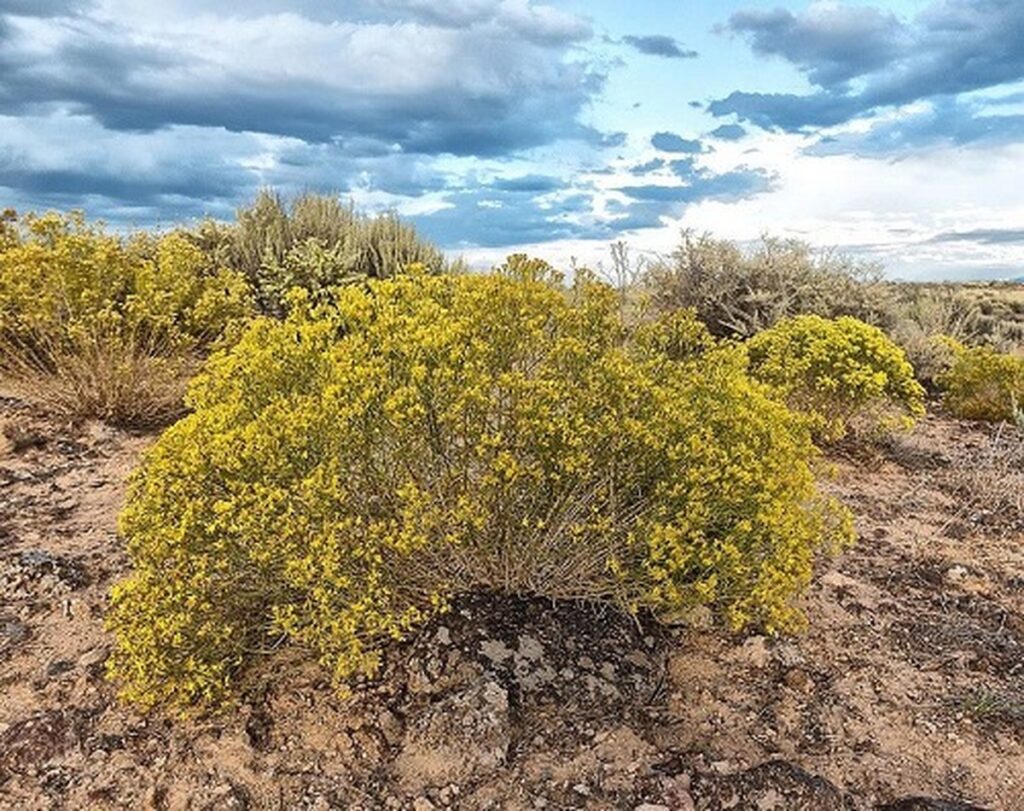 90 Amazing Desert Plants That Thrive in Dry Heat