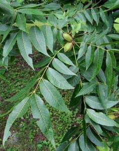 22 Amazing Fruit Trees that Grow in NC