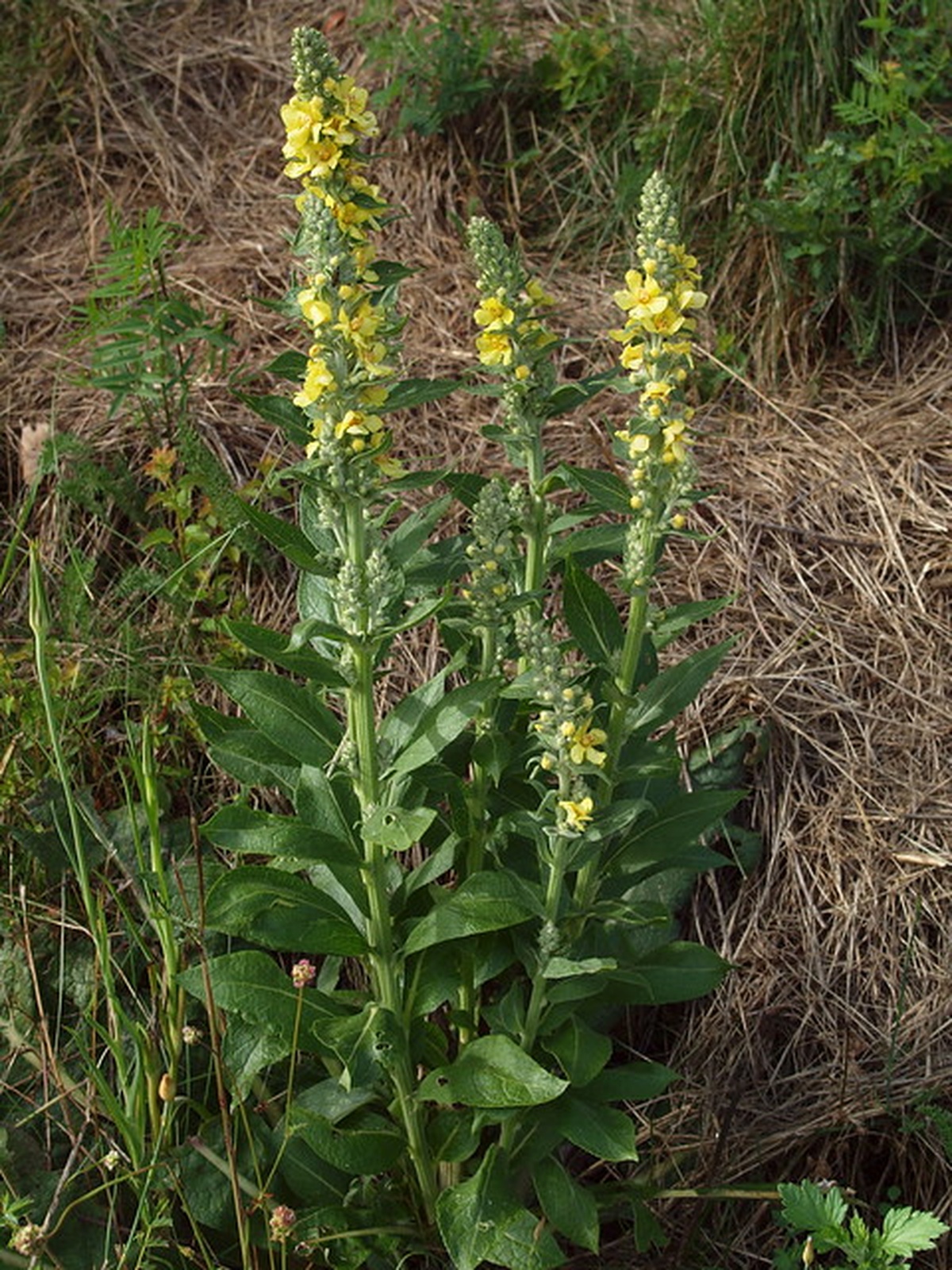 12 Amazing Mullein Look Alikes To Discover Today